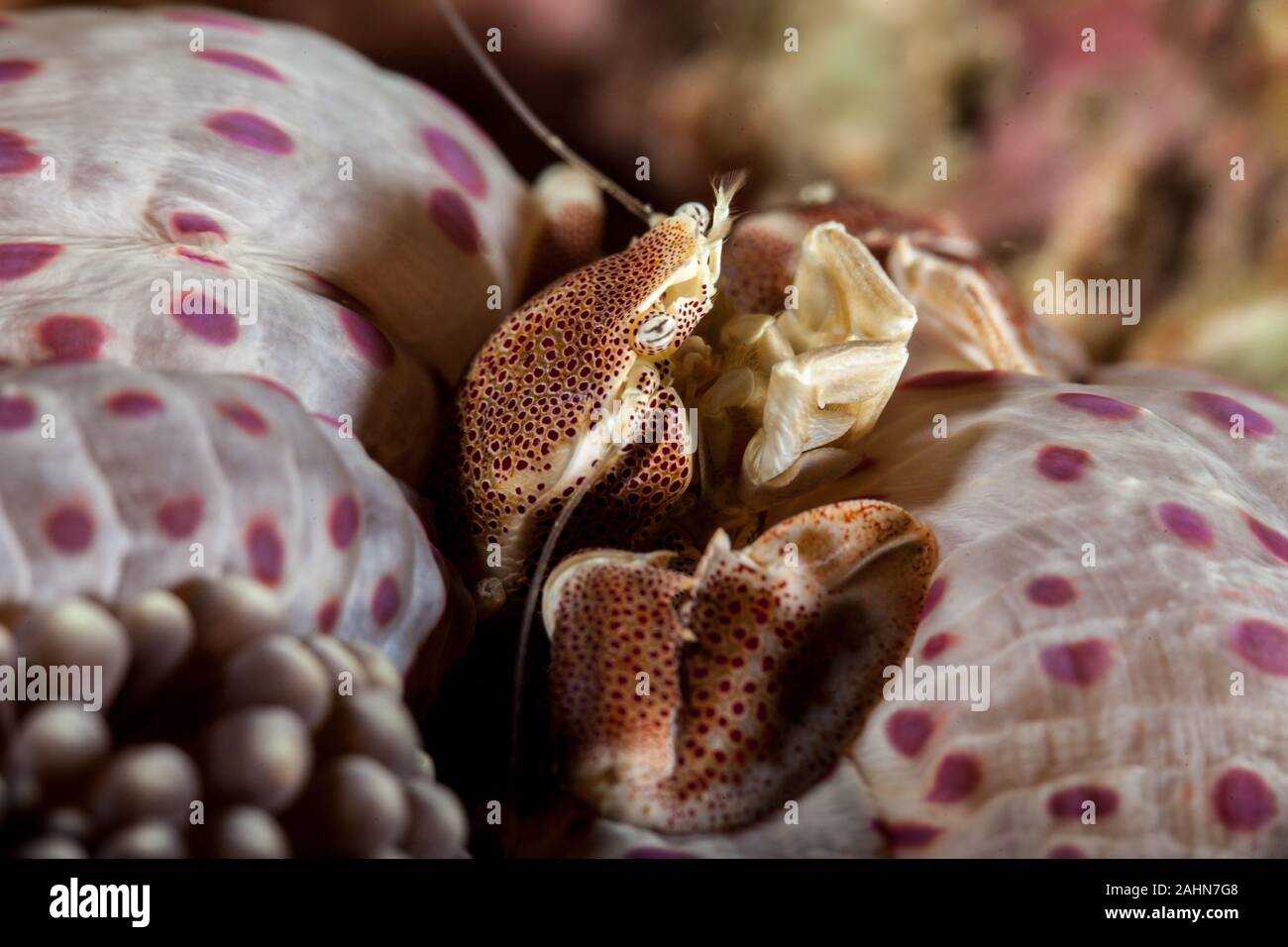 Neopetrolisthes maculatus is a species of porcelain crab from the Indo ...