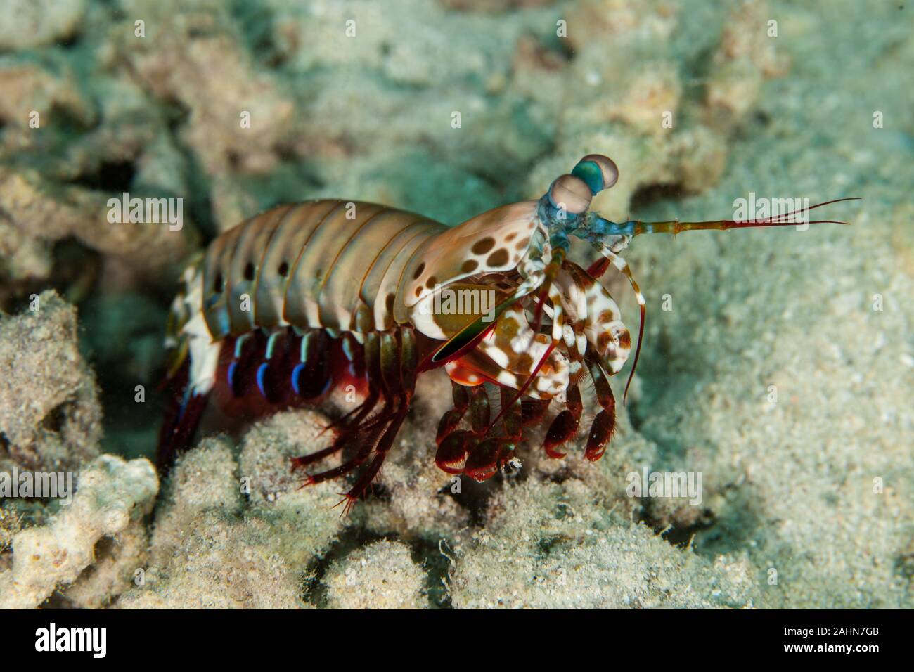 Peacock mantis shrimp, harlequin mantis shrimp, painted mantis shrimp ...