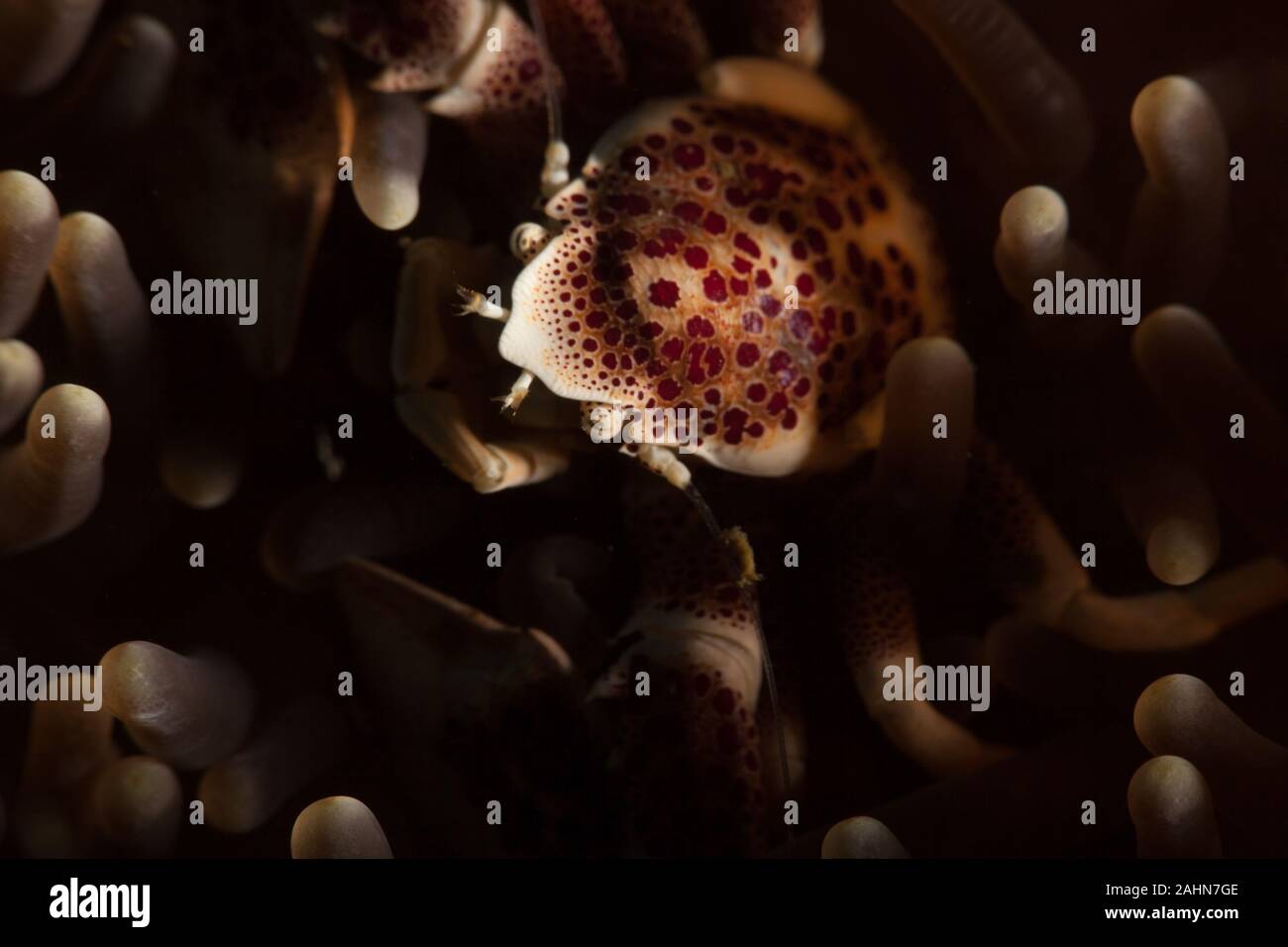 Neopetrolisthes maculatus is a species of porcelain crab from the Indo ...