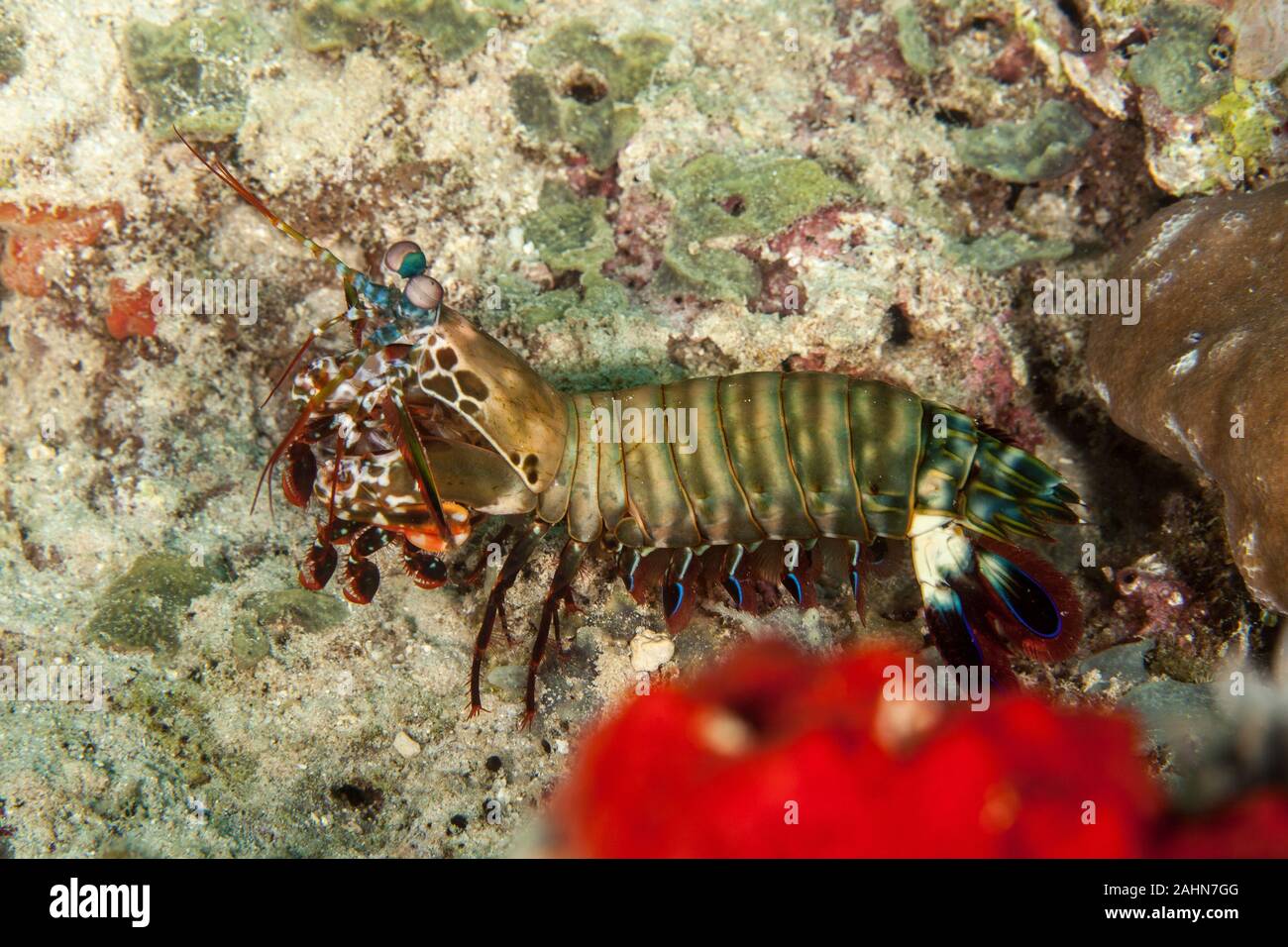 Peacock mantis shrimp, harlequin mantis shrimp, painted mantis shrimp ...