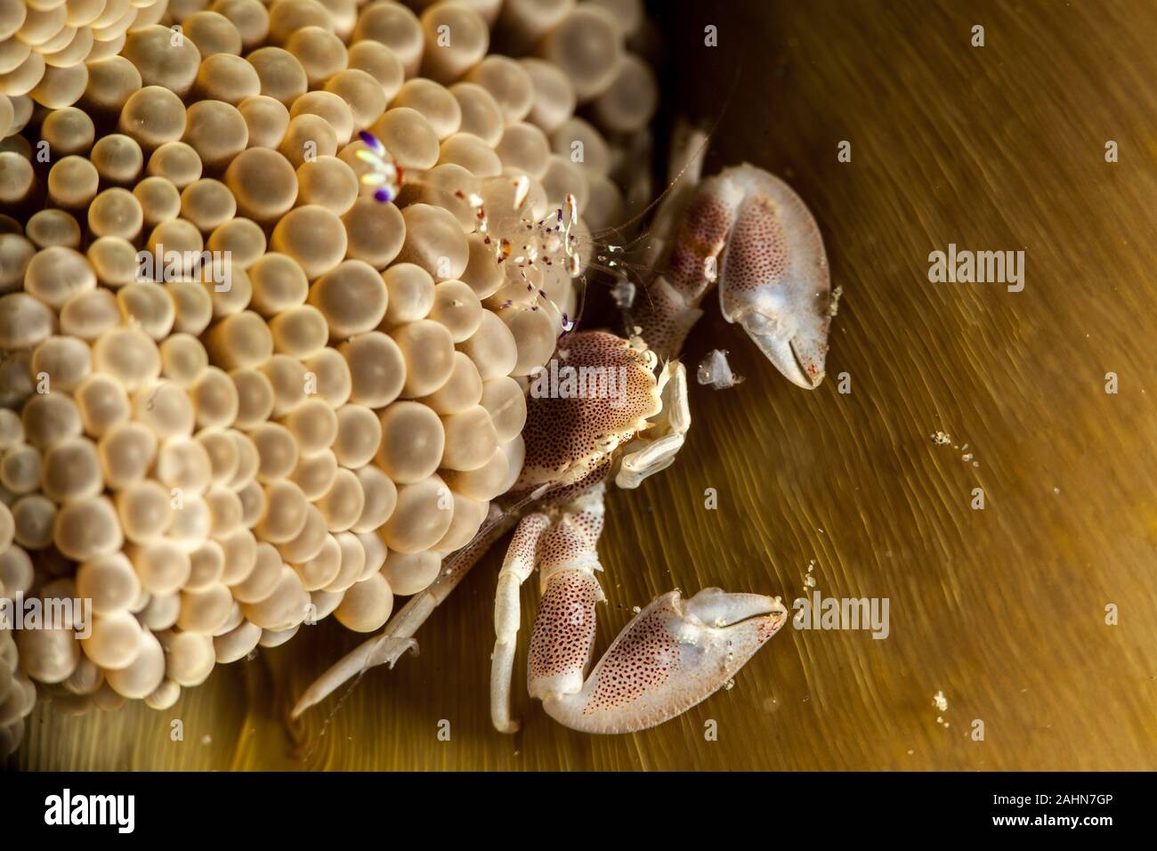 Neopetrolisthes maculatus is a species of porcelain crab from the Indo ...