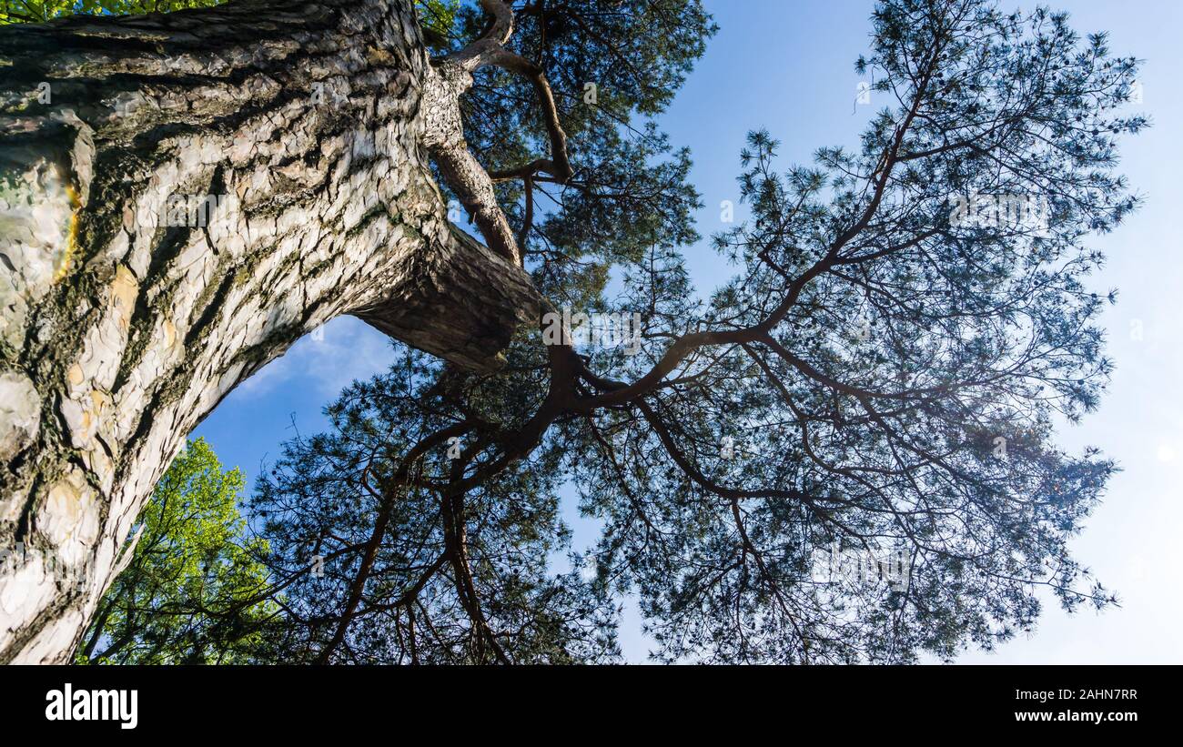 tree crown in a park Stock Photo - Alamy