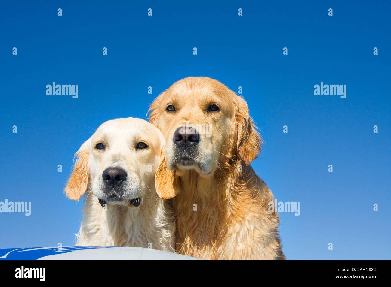 Two dogs in a boat Stock Photo - Alamy