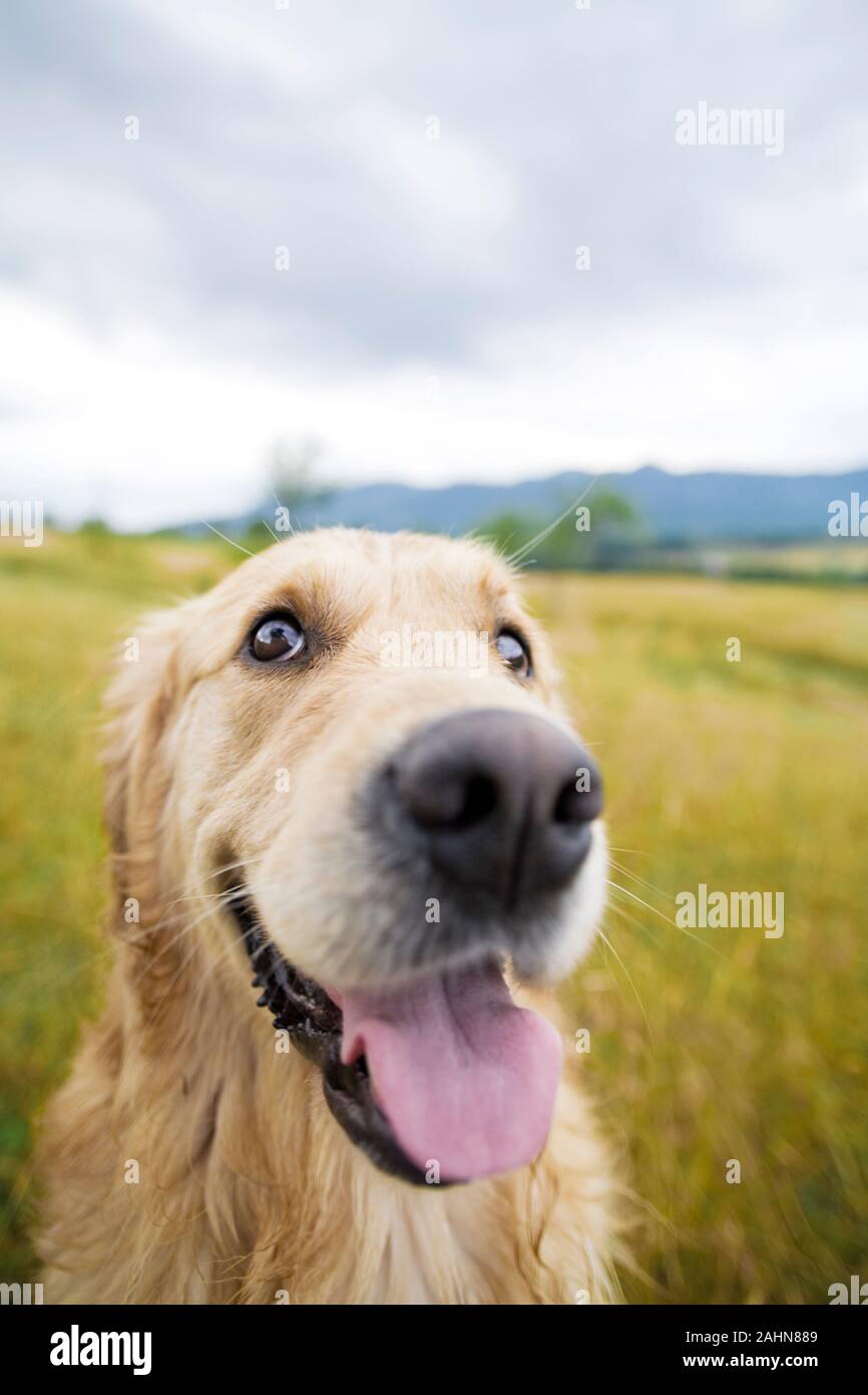 Close up of Golden Retriever Stock Photo - Alamy