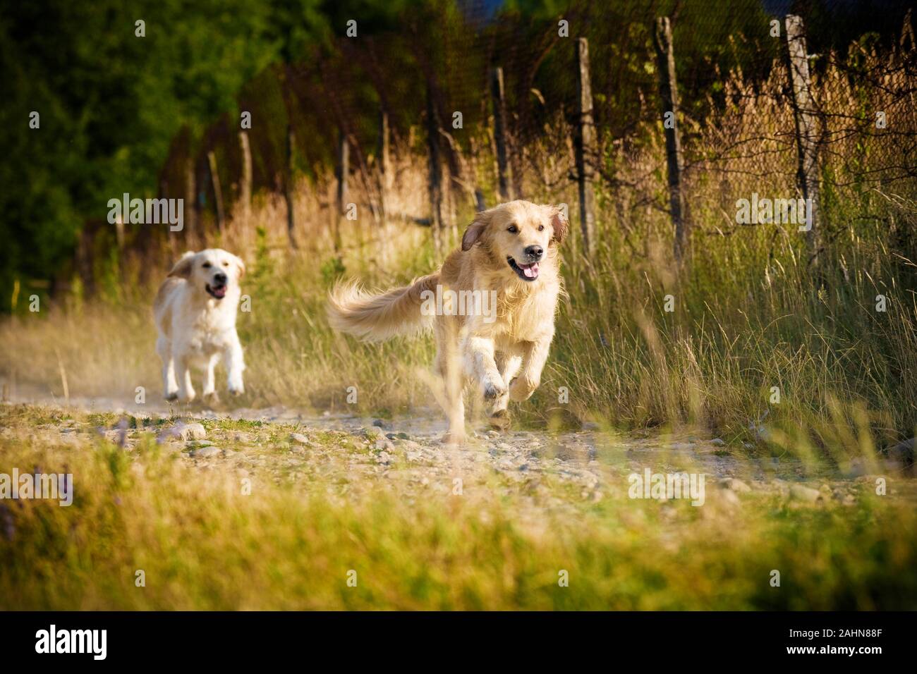 Golden retrievers running on hi-res stock photography and images - Alamy