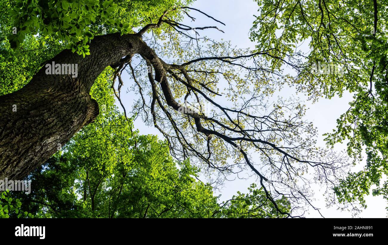Dead tops hi-res stock photography and images - Alamy