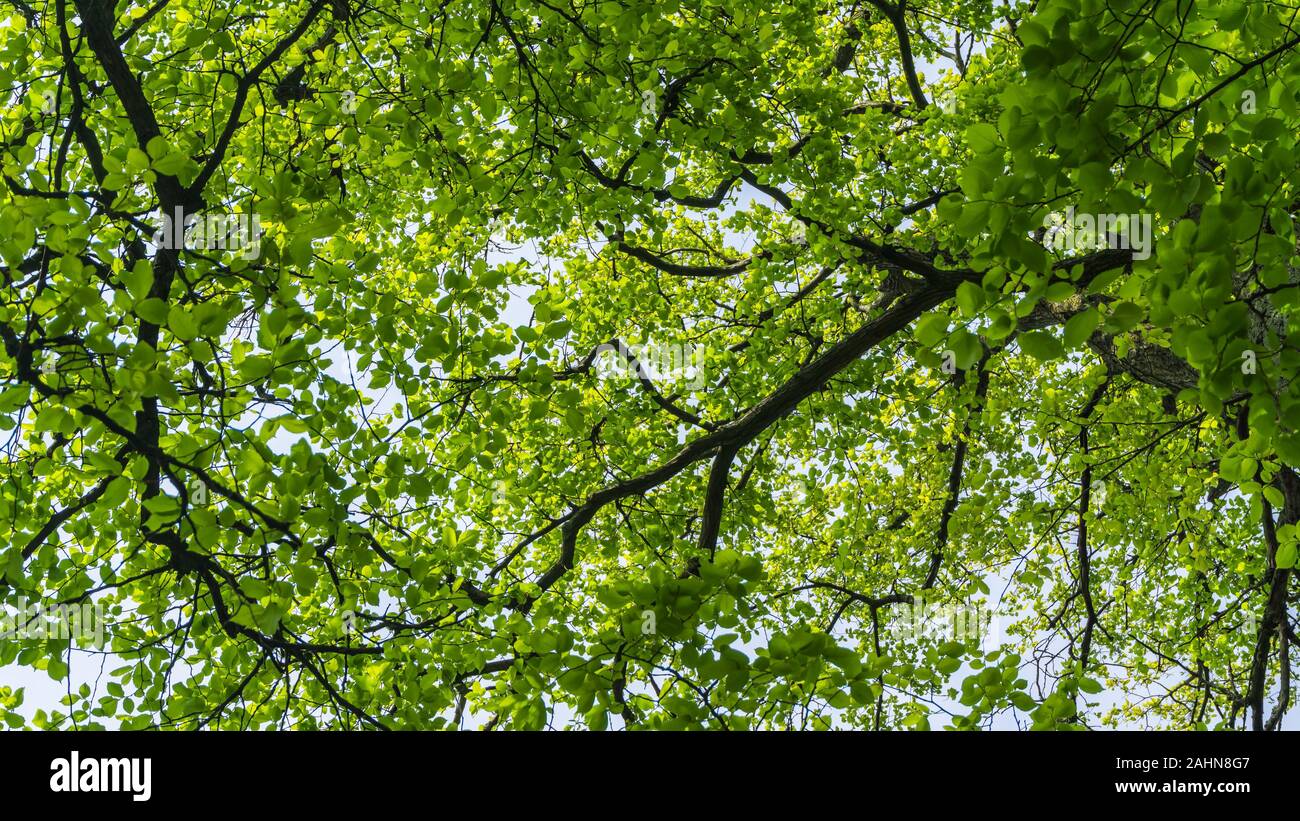 Dead tops hi-res stock photography and images - Alamy