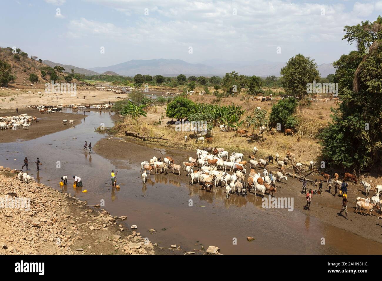 Cattle and people gathering water in the river in dry landscape in Omo ...