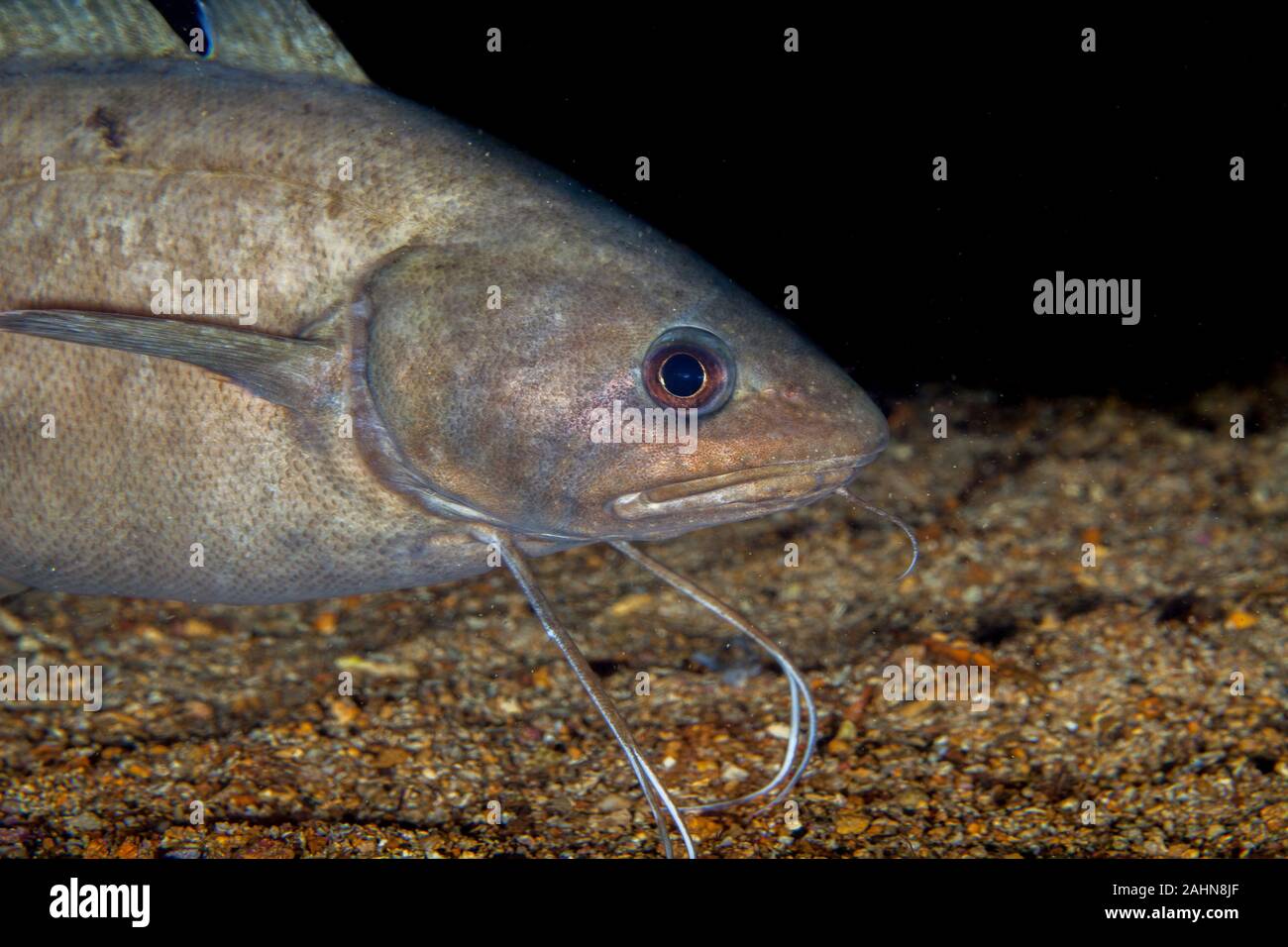 Forkbeard fish hi-res stock photography and images - Alamy