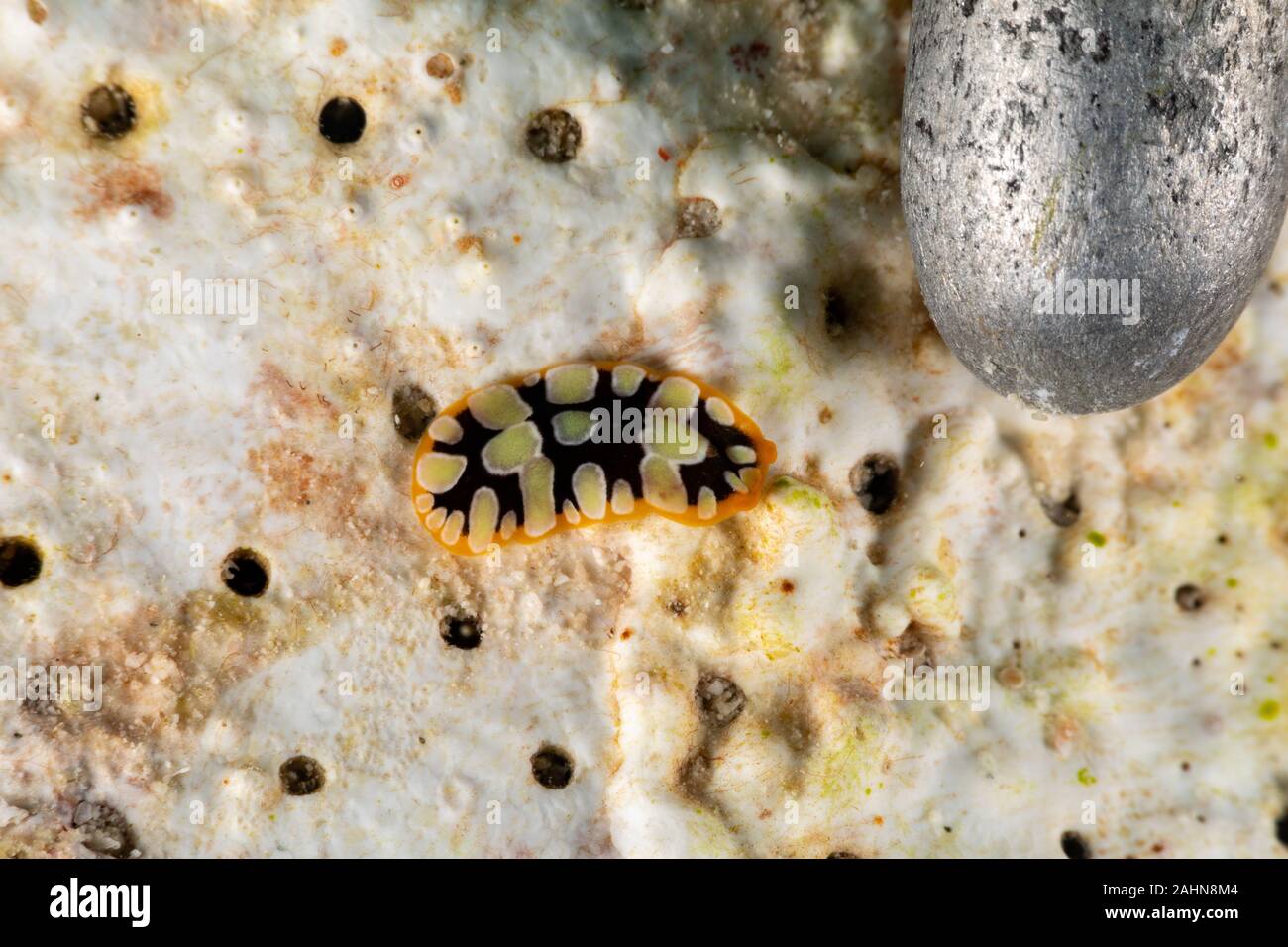 Fluke worms hi-res stock photography and images - Alamy