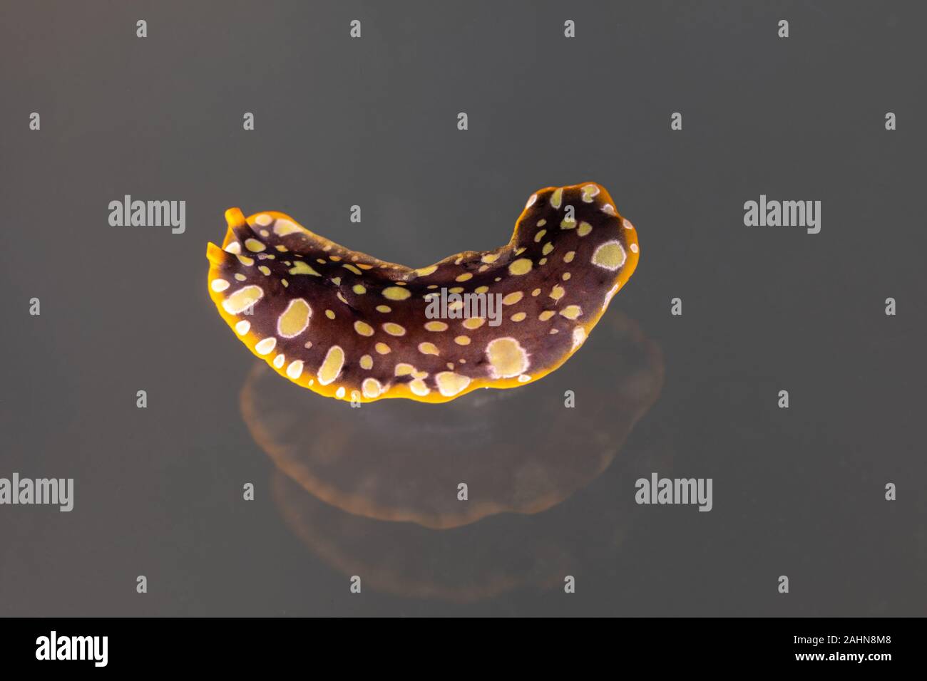 Flatworms Phylum Phylum Platyhelminthes | PPT