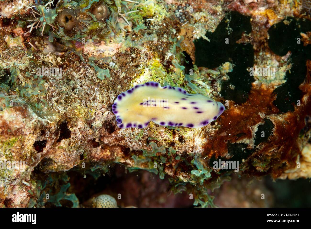 The flatworms, flat worms, Platyhelminthes, Plathelminthes, or ...