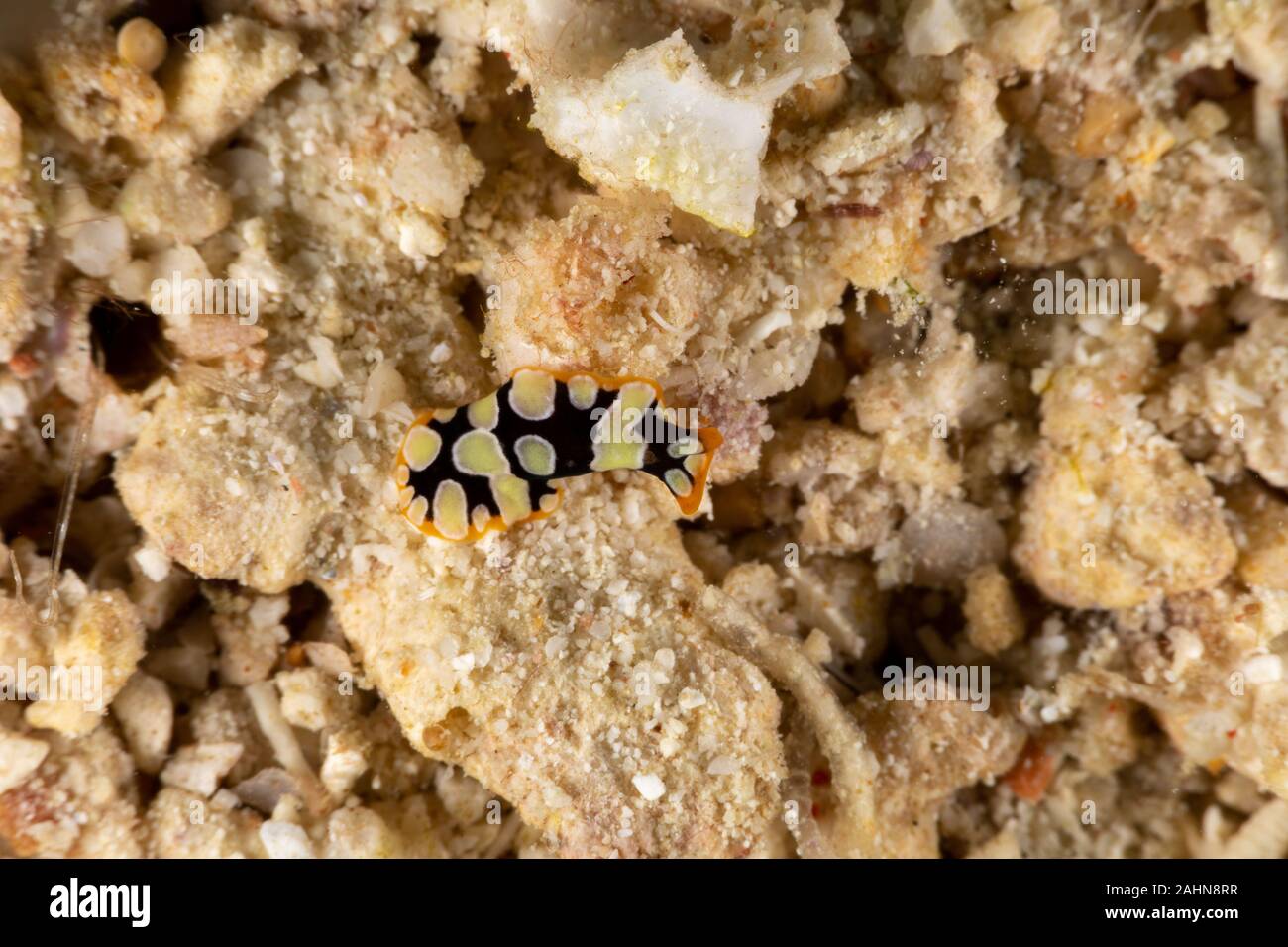 Fluke worms hi-res stock photography and images - Alamy