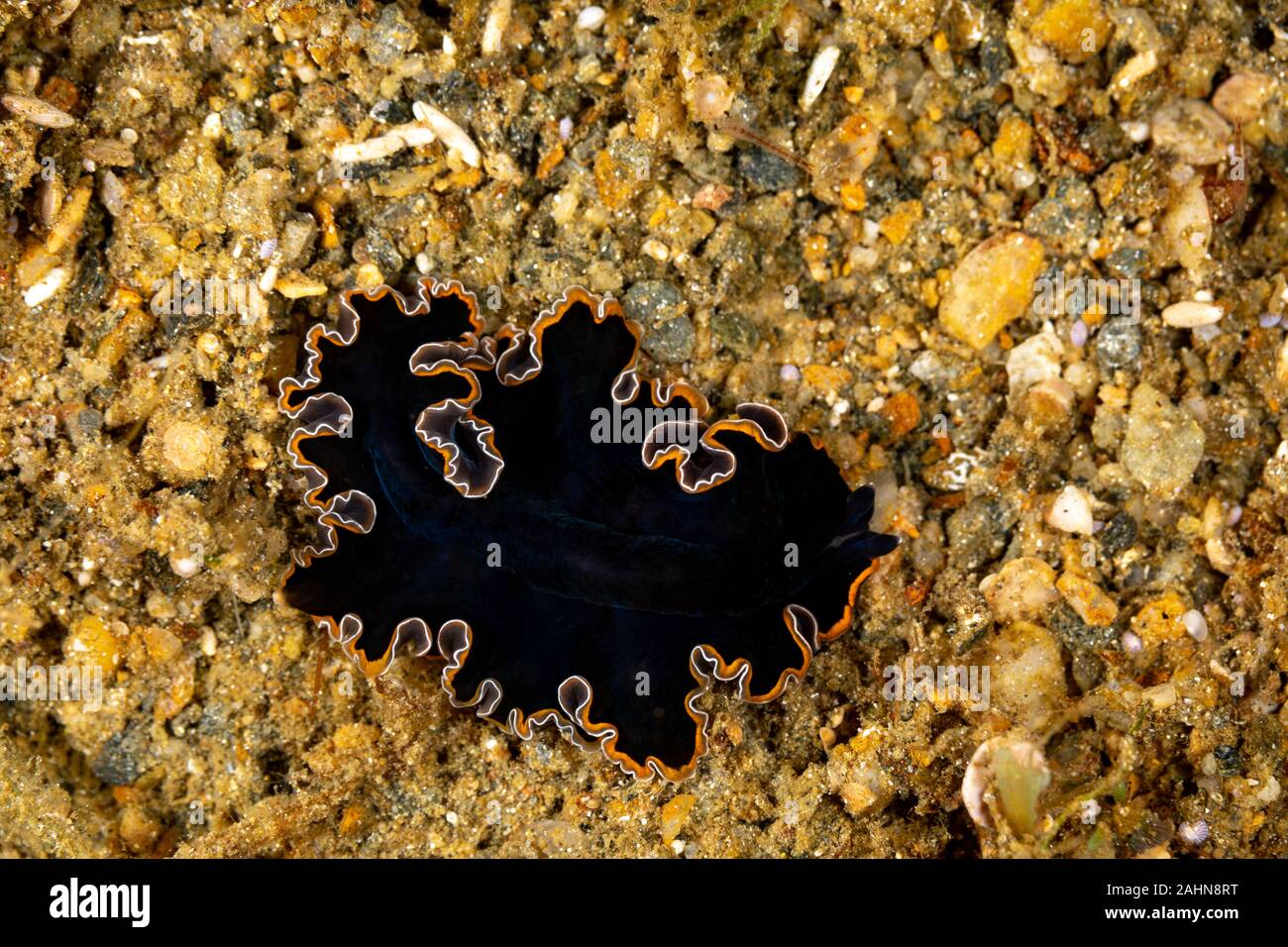 Fluke Worms High Resolution Stock Photography and Images - Alamy