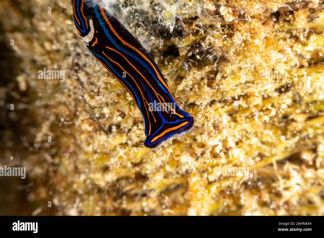 Swallotail Headshield Slug, Leech Aglaja, Chelidonura hirundinina is a ...