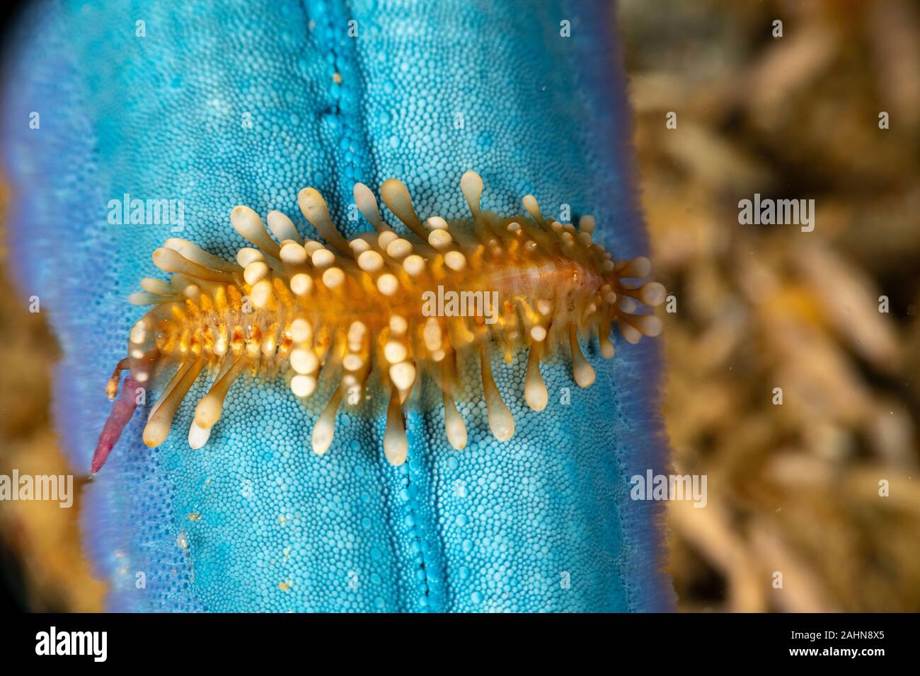 Sea star scale worm, Asterophilia carlae Stock Photo - Alamy