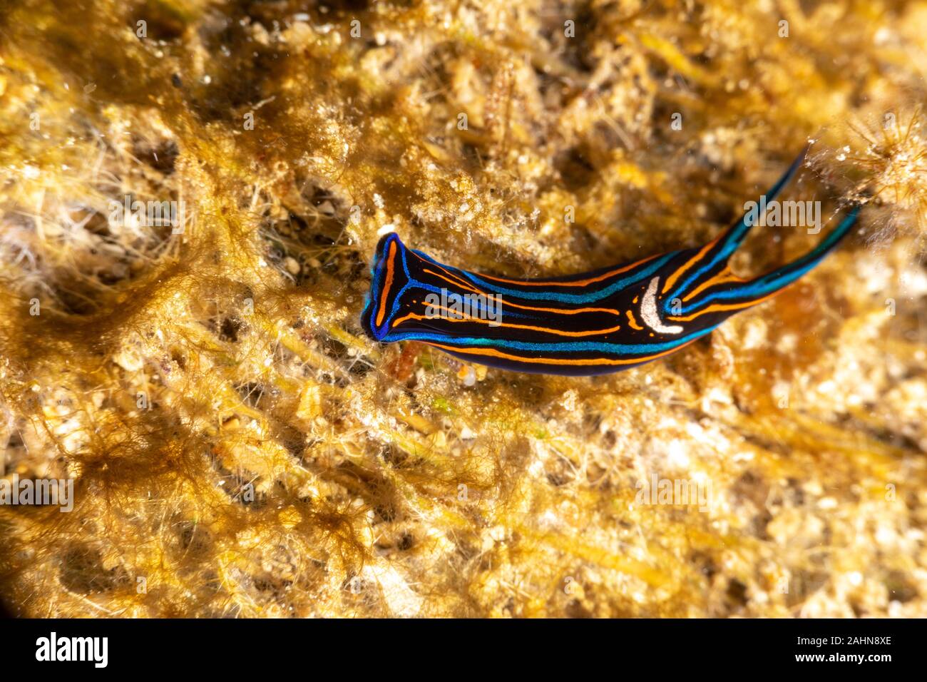 Swallotail Headshield Slug, Leech Aglaja, Chelidonura hirundinina is a ...
