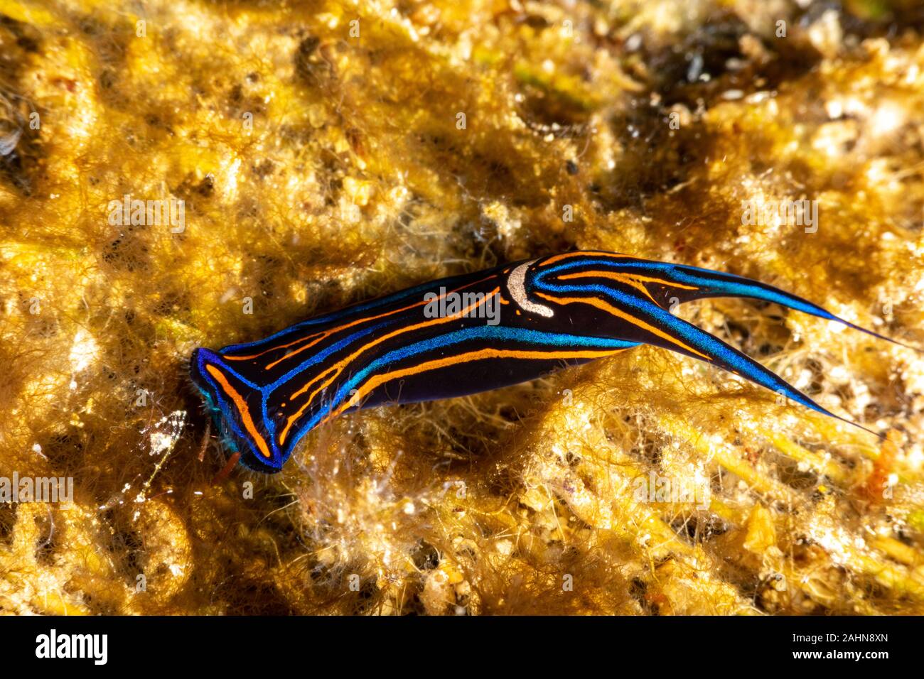 Leech of slug hi-res stock photography and images - Alamy