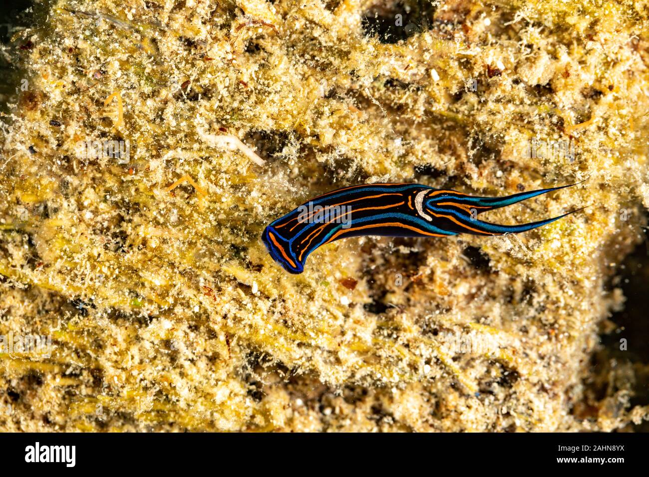 Leech of slug hi-res stock photography and images - Alamy