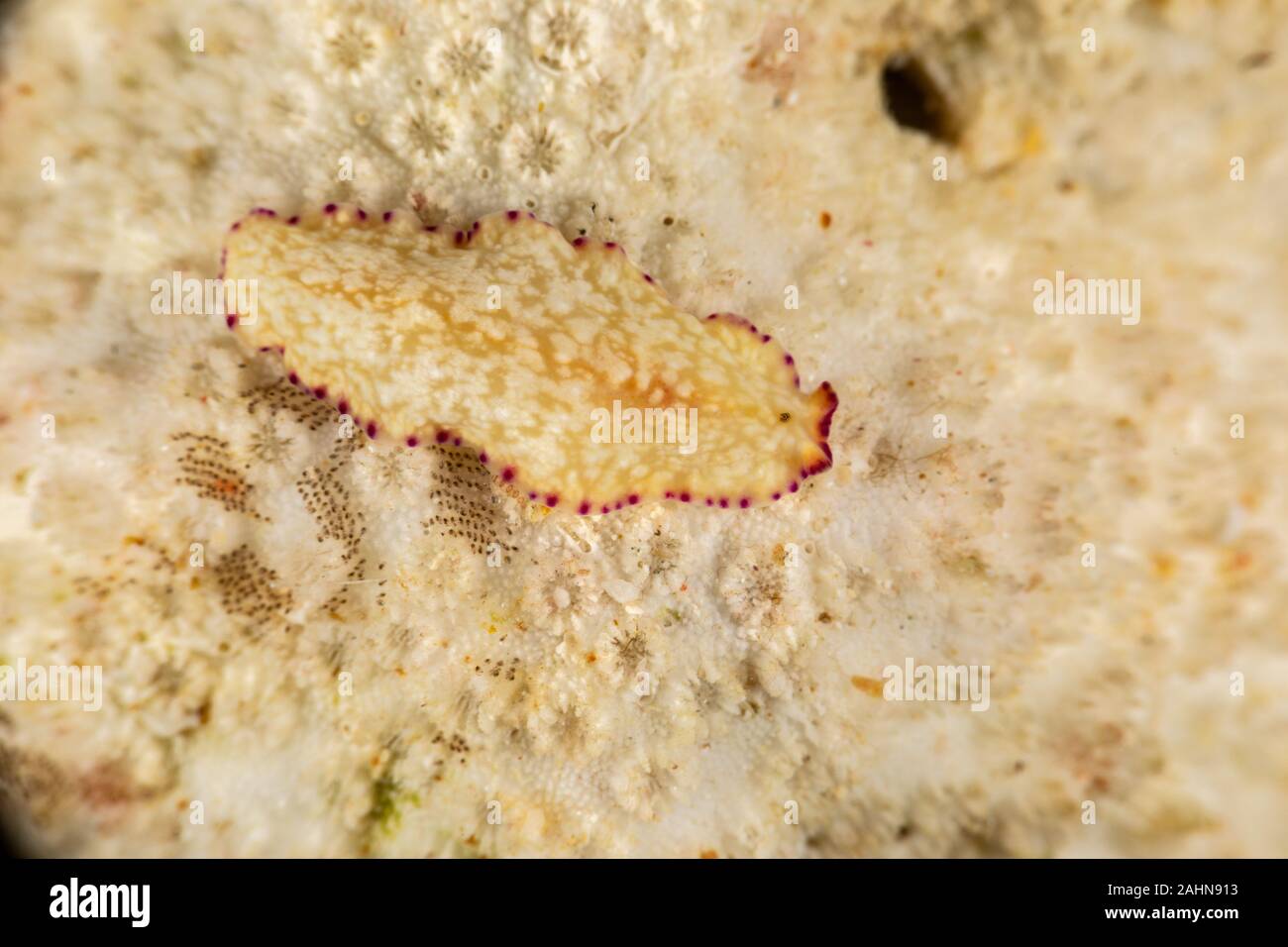 Fluke worms hi-res stock photography and images - Alamy