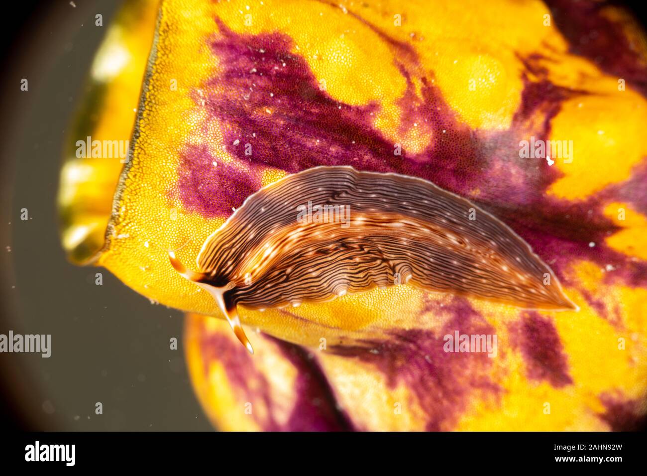 Fluke worms hi-res stock photography and images - Alamy