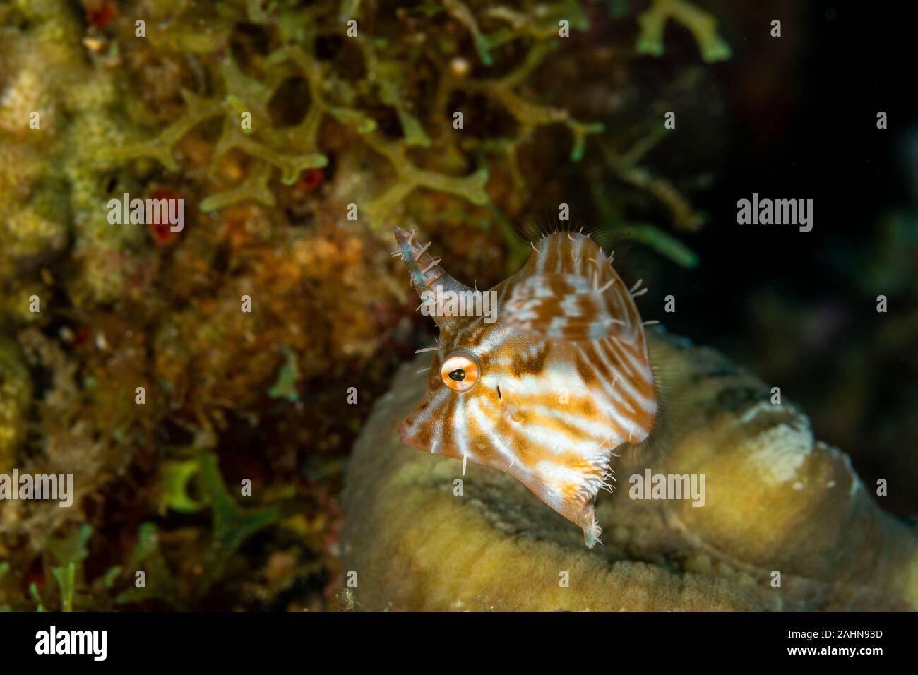 Tomentosus filefish hi-res stock photography and images - Alamy