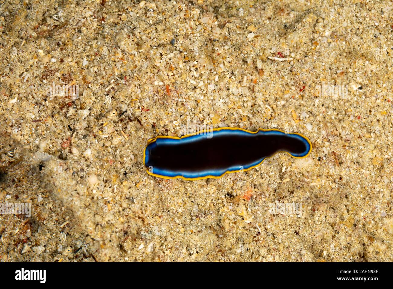 Platyhelminthes