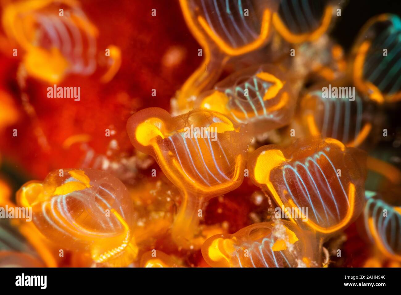 Sea squirt, Ascidiacea is a paraphyletic class in the subphylum ...
