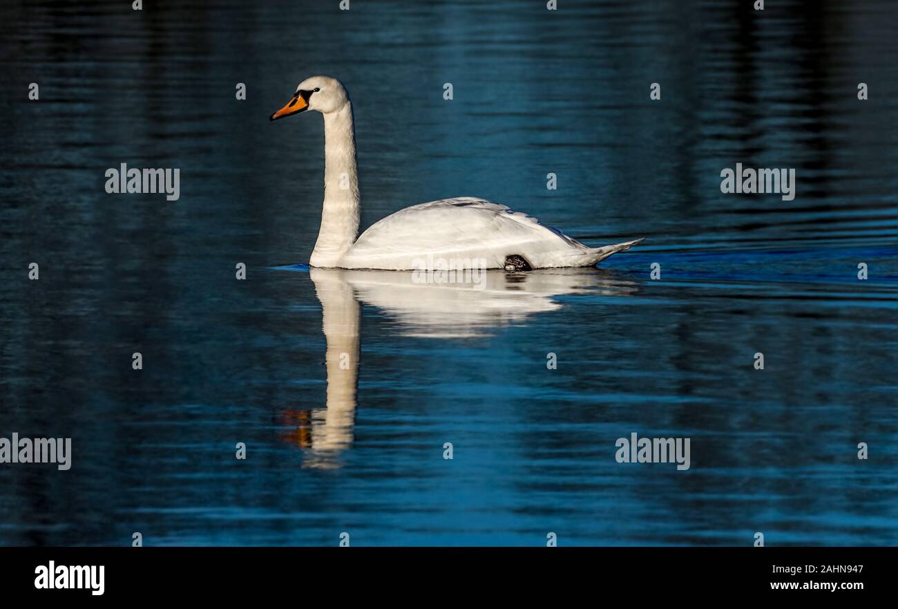 The snow-white swan made a great contrast to the bright blue water ...