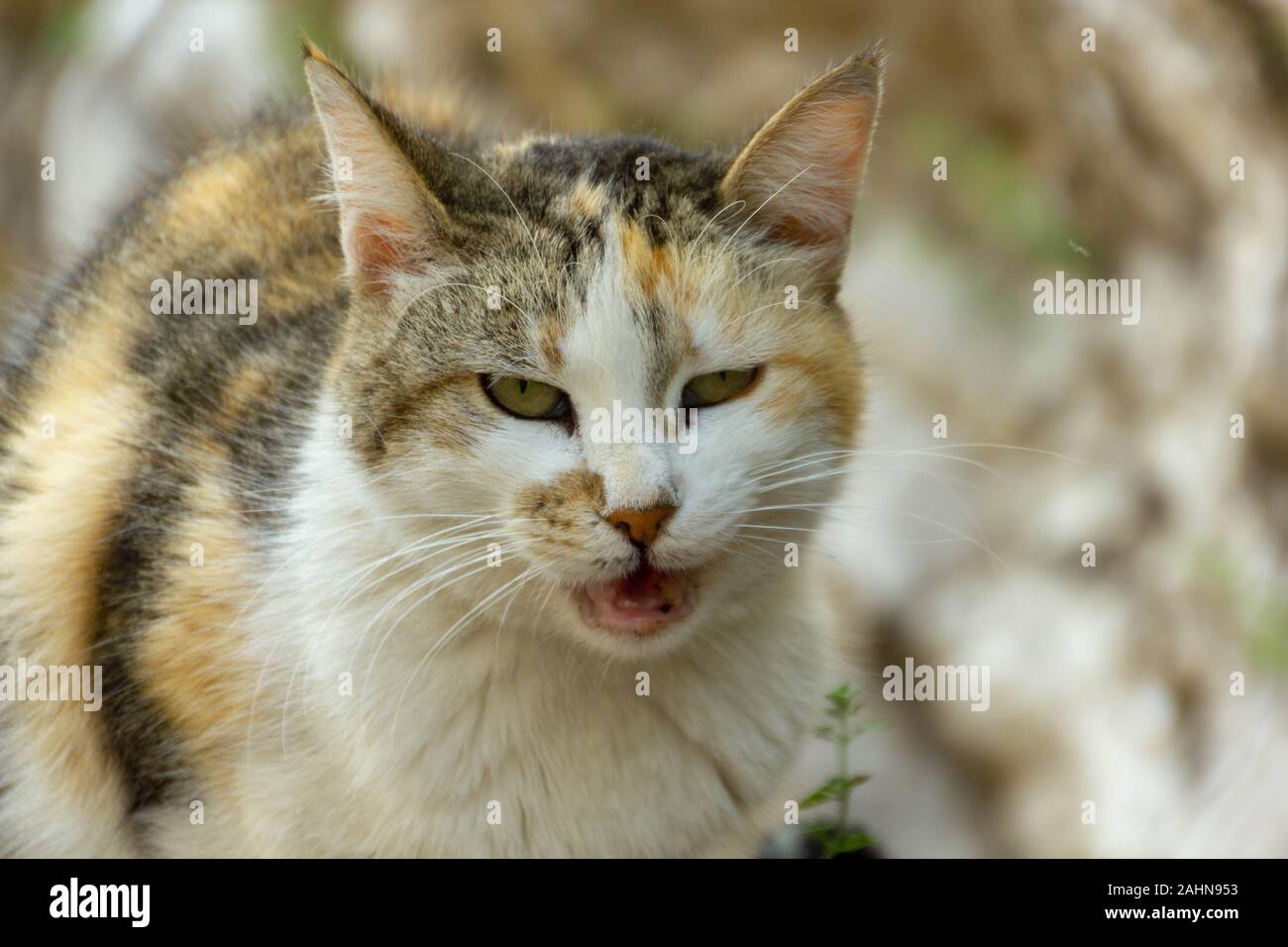 Portrait of winking three-color cat Stock Photo - Alamy