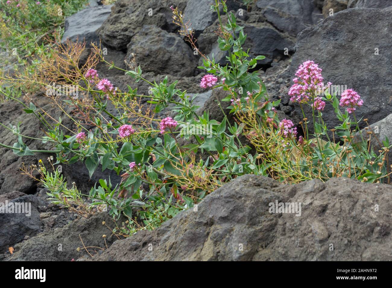 Lava flower hi-res stock photography and images - Alamy