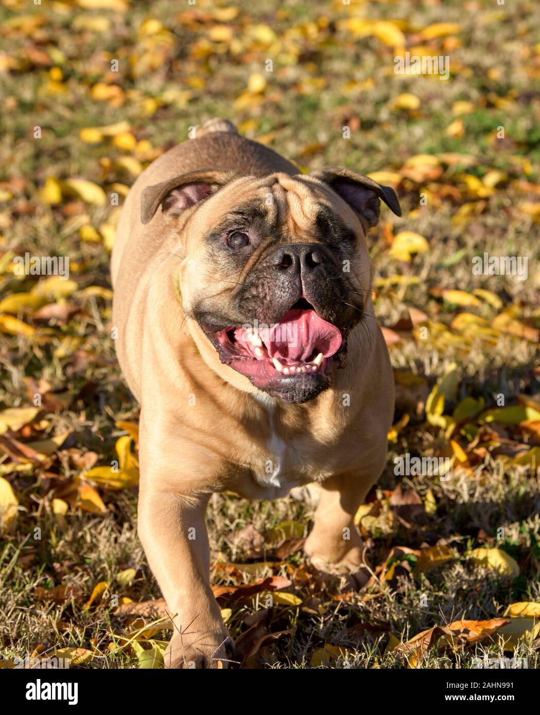 Happy blind bulldog with one eye looking up from the Fall grass Stock ...