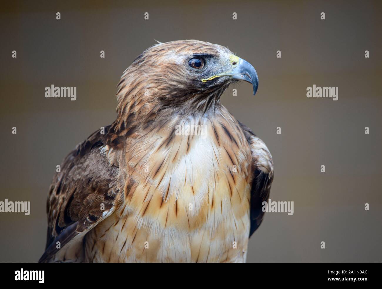 Hawk staring intently hi-res stock photography and images - Alamy