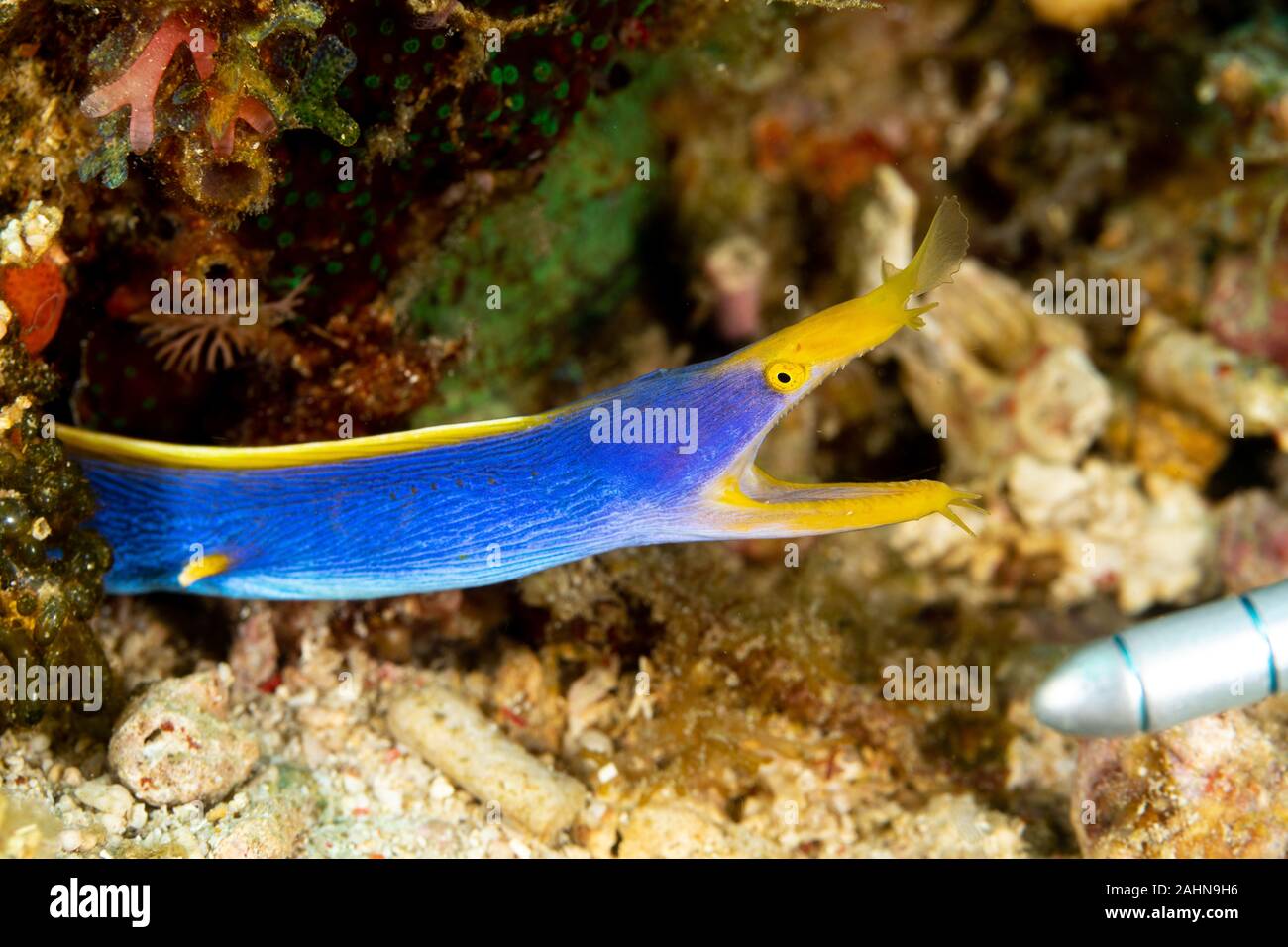 Ribbon eel, Rhinomuraena quaesita, also known as the leaf-nosed moray ...