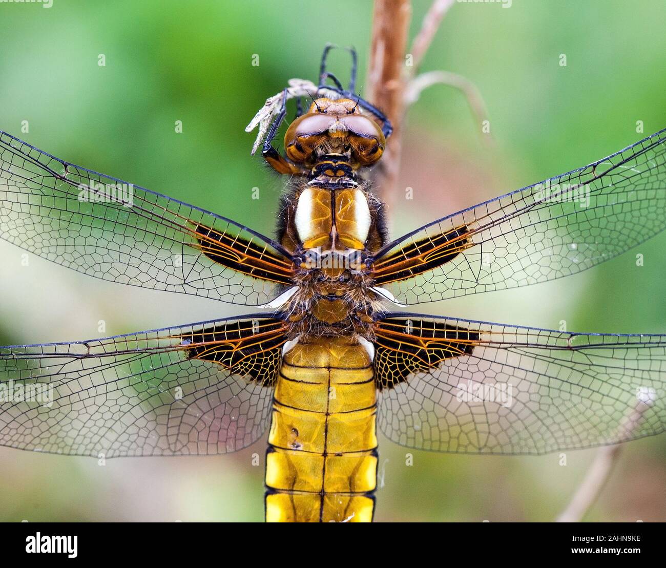 A close up or macro shot of a female Broad-bodied Chaser (Libellula ...