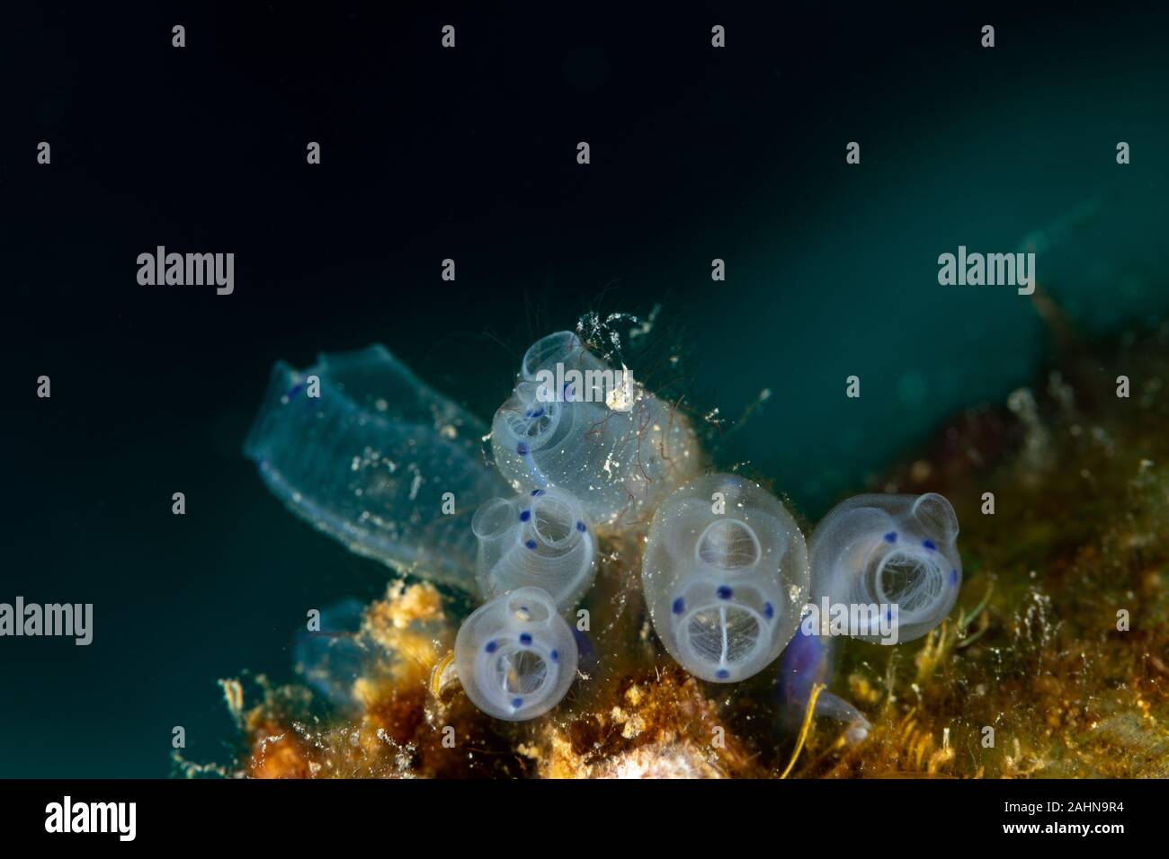 Invertebrate filter feeders hi-res stock photography and images - Alamy