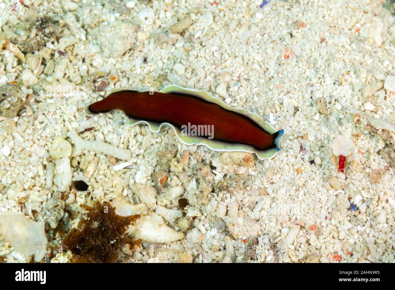 Examples Of Flatworms