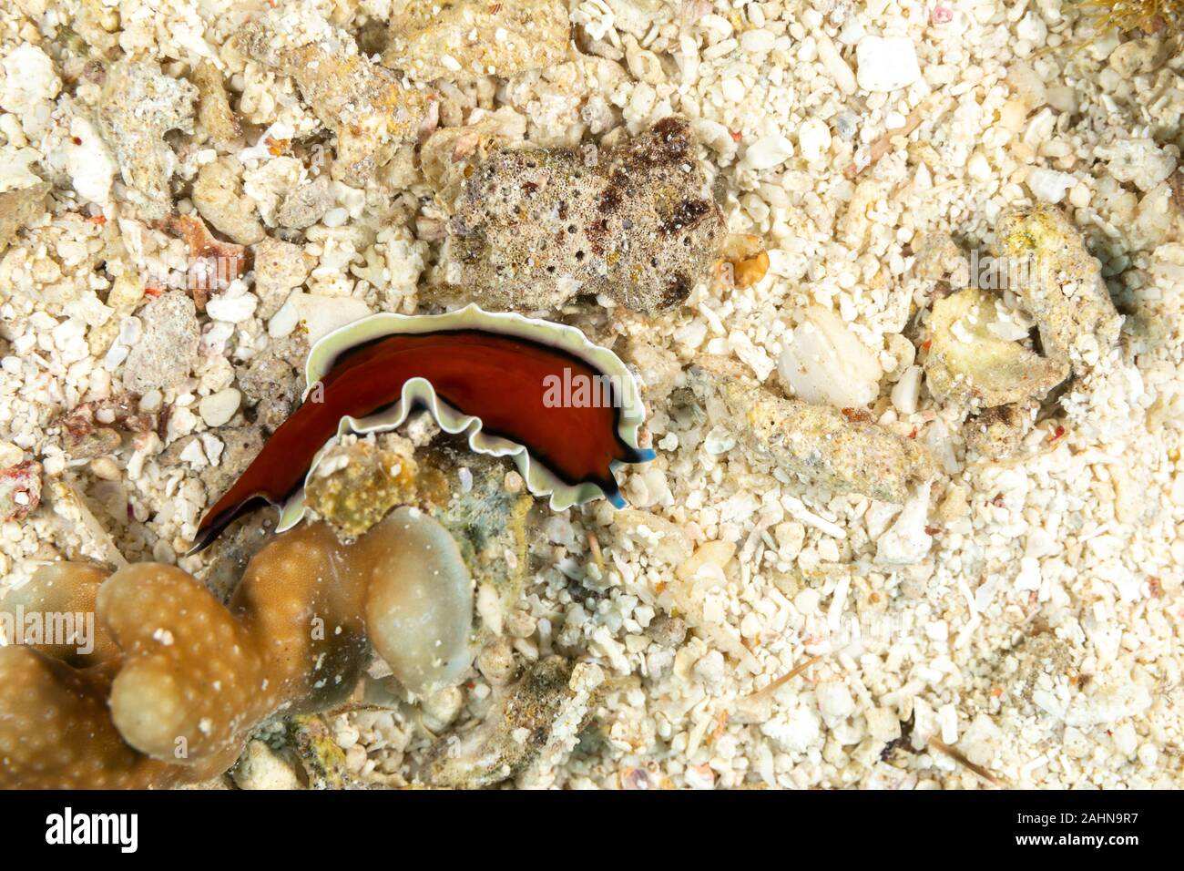 The flatworms, flat worms, Platyhelminthes, Plathelminthes, or ...