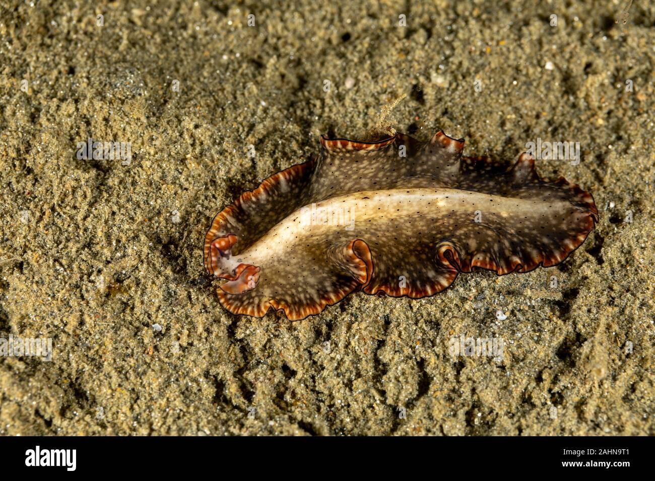 The flatworms, flat worms, Platyhelminthes, Plathelminthes, or ...