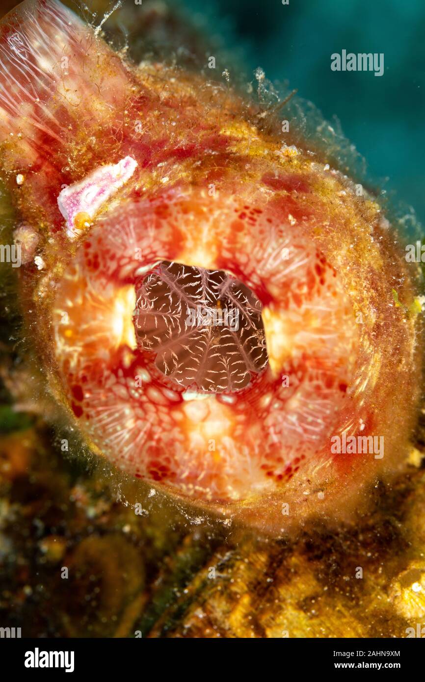 Sac like marine invertebrate hi-res stock photography and images - Alamy