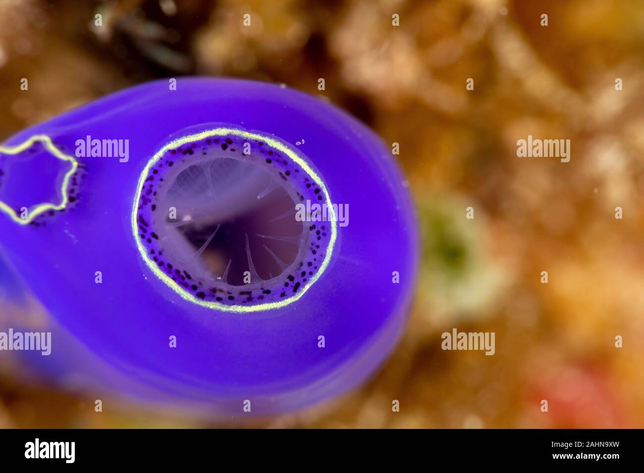 Sea squirt, Ascidiacea is a paraphyletic class in the subphylum ...