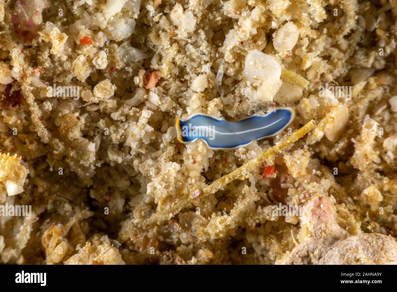 The flatworms, flat worms, Platyhelminthes, Plathelminthes, or ...