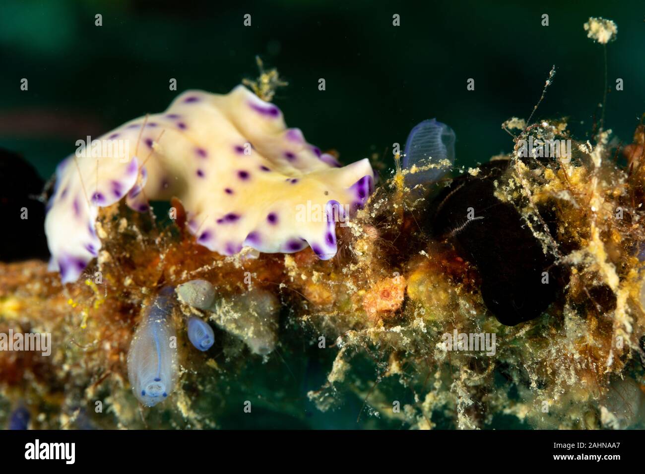 Unsegmented worm hi-res stock photography and images - Alamy