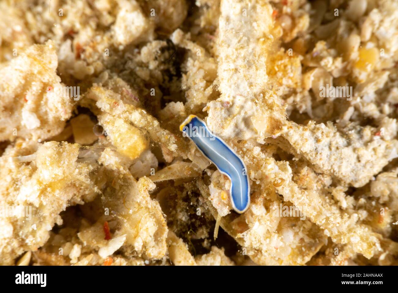 Unsegmented worm hi-res stock photography and images - Alamy