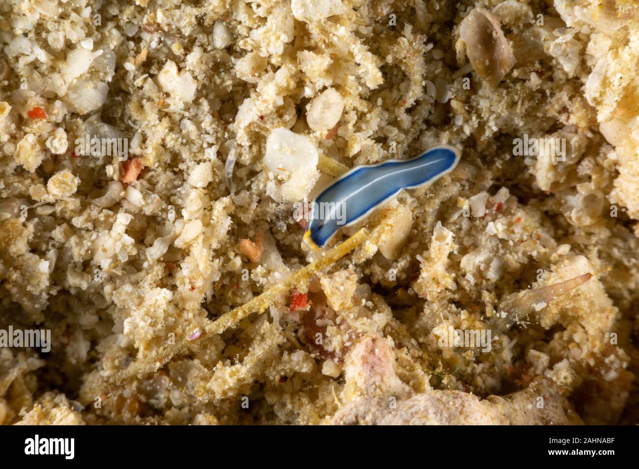 Unsegmented worm hi-res stock photography and images - Alamy