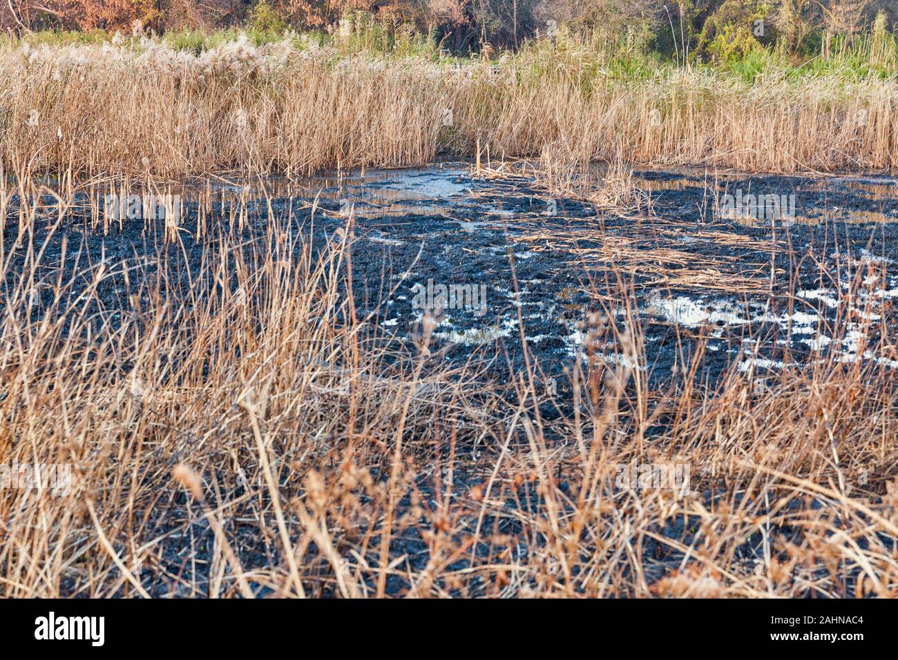 Swamp field hi-res stock photography and images - Alamy