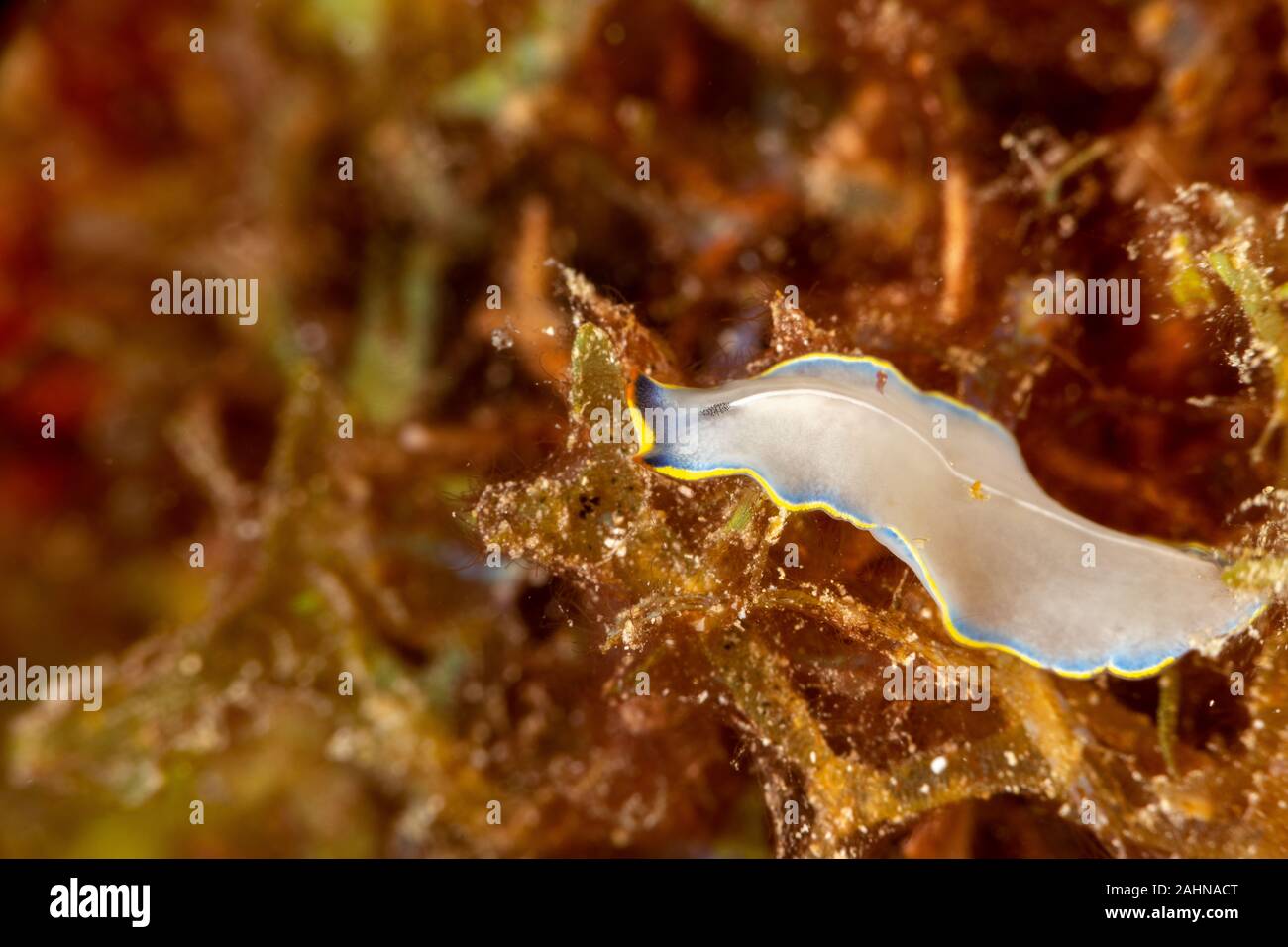 Unsegmented worm hi-res stock photography and images - Alamy