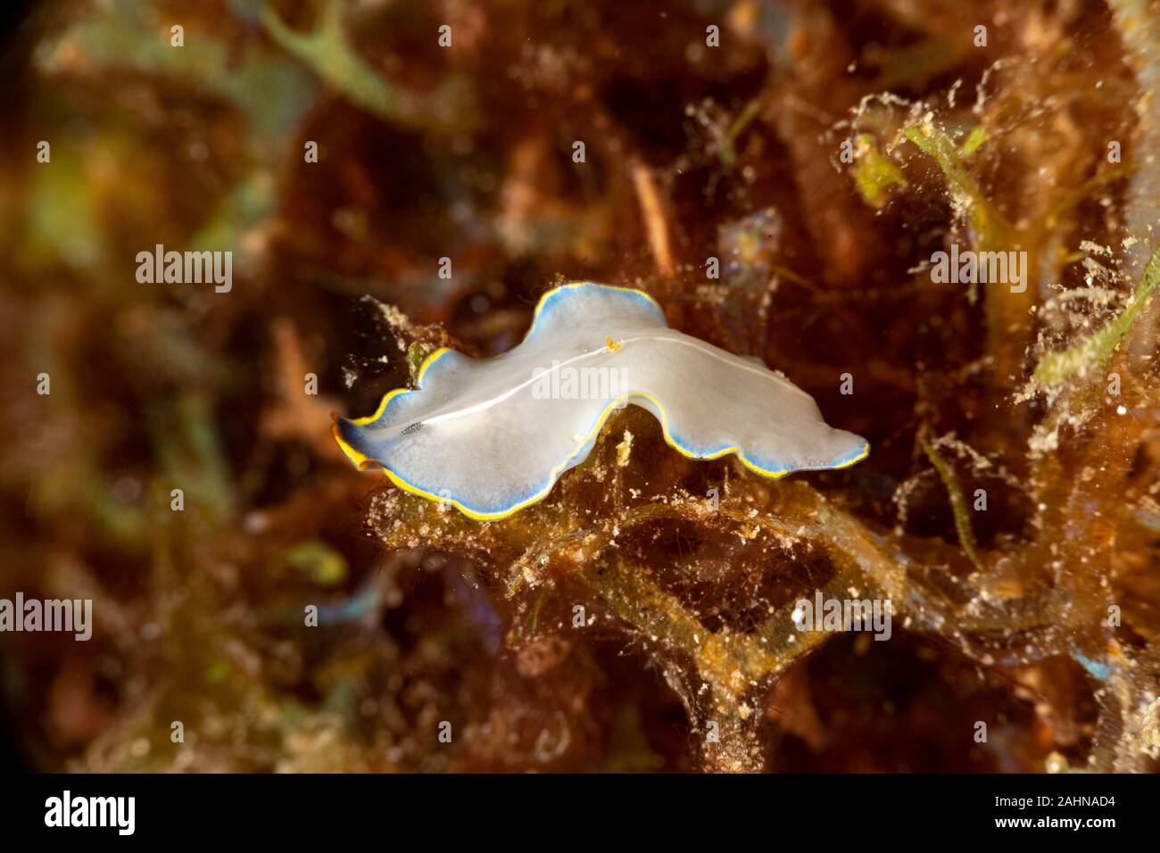 The flatworms, flat worms, Platyhelminthes, Plathelminthes, or ...