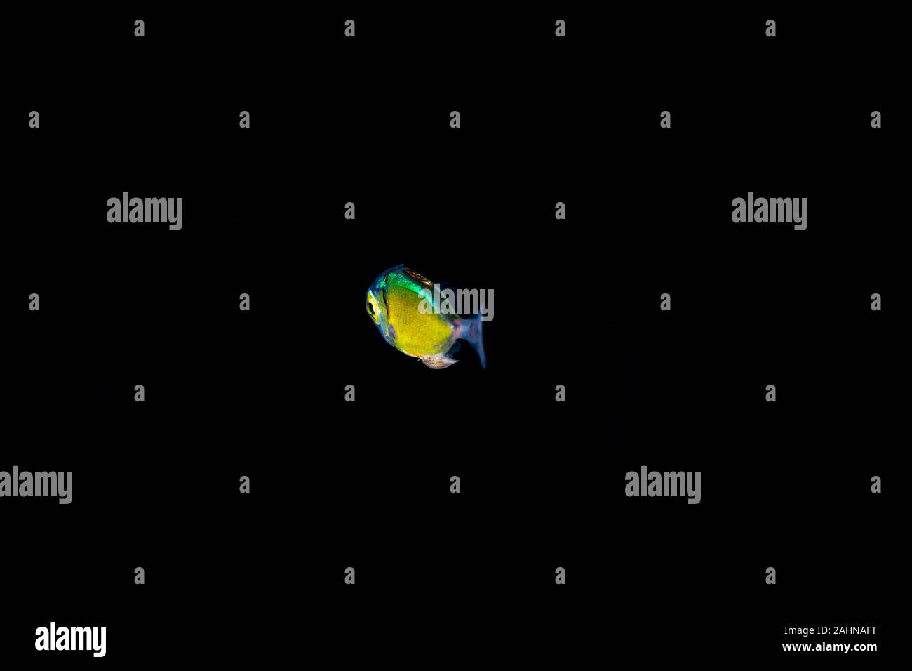 Squirrelfish, Soldierfish, Holocentridae, Myripristis juvenile, during ...