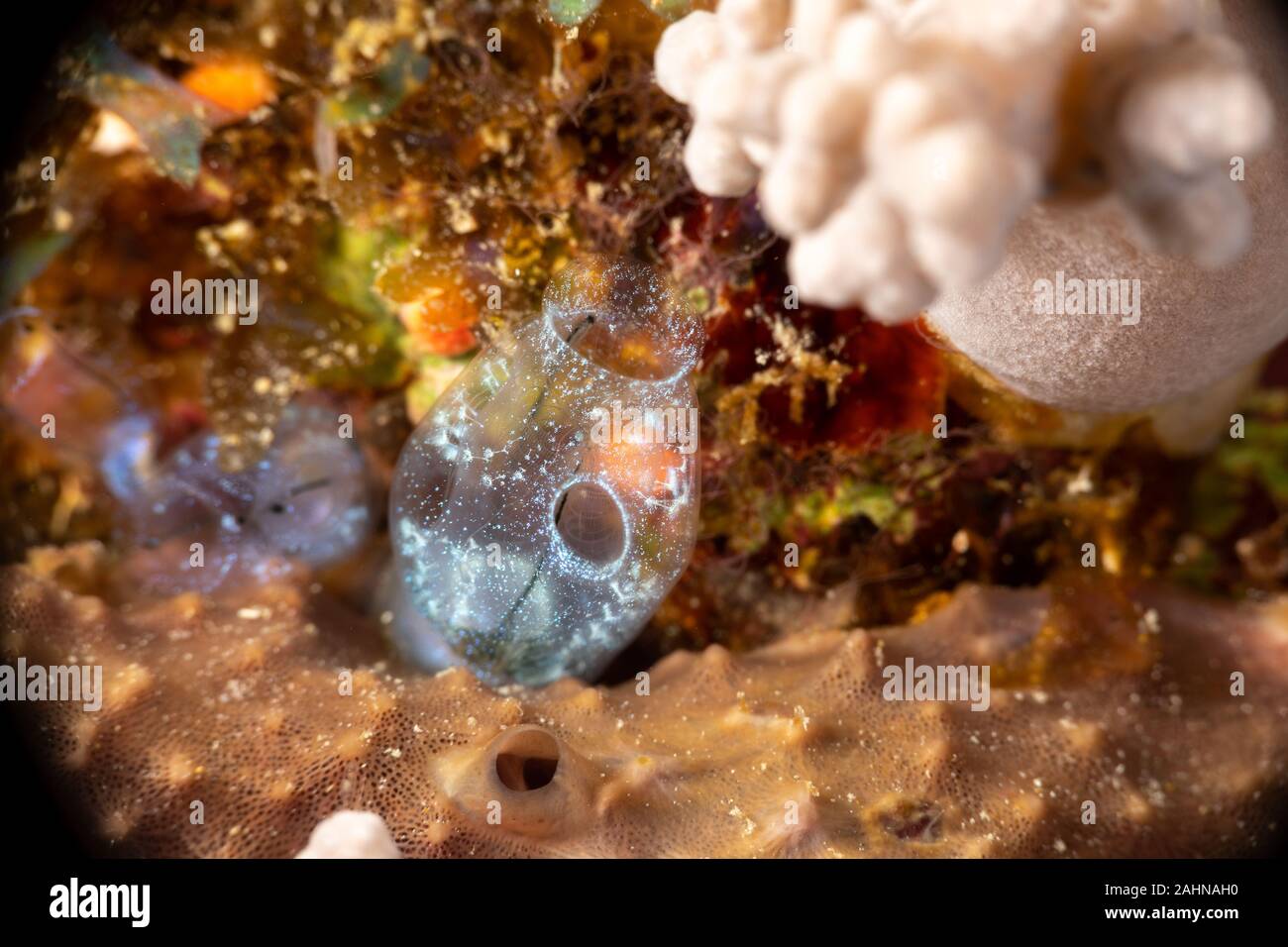 Sea squirt, Ascidiacea is a paraphyletic class in the subphylum ...